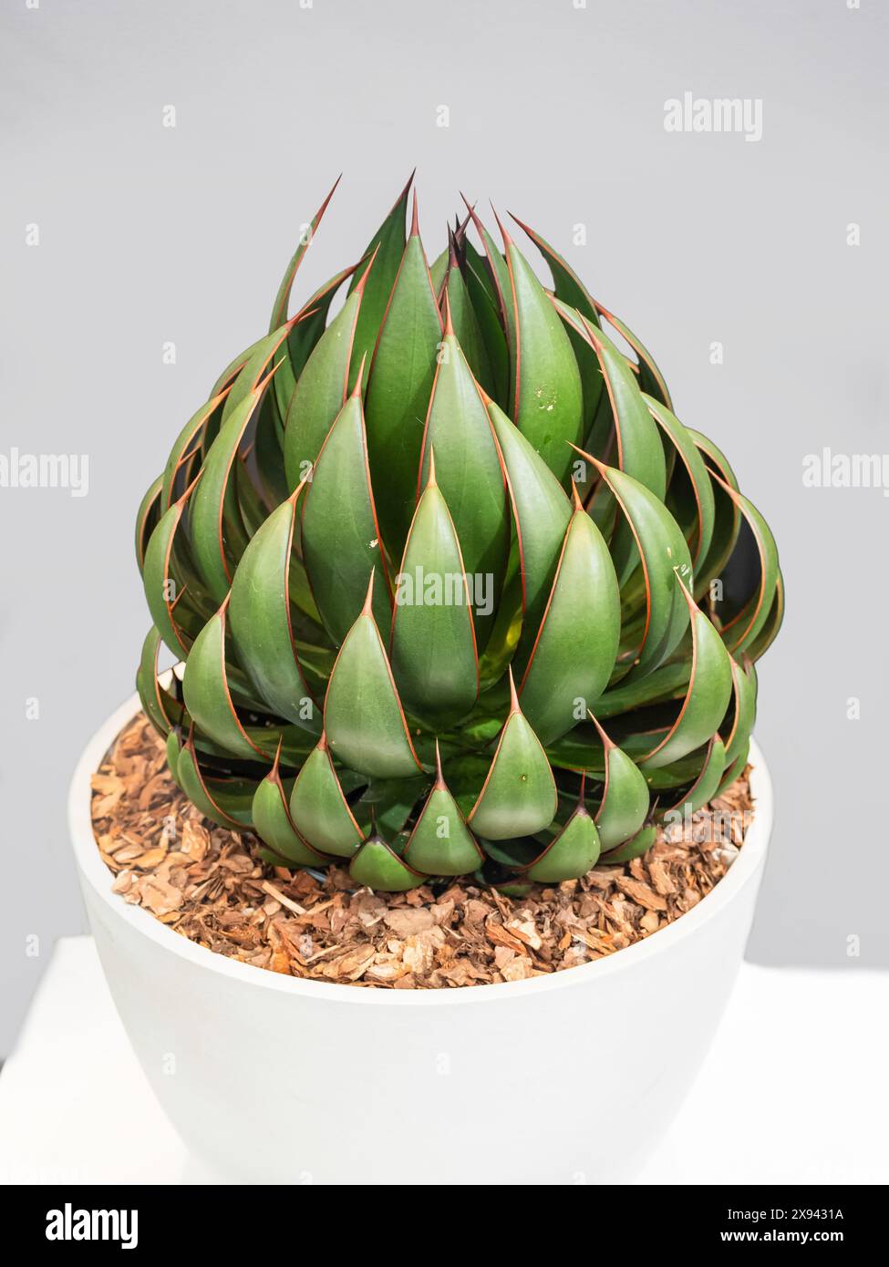 Agave 'Praying Hands' in a pot Stock Photo - Alamy