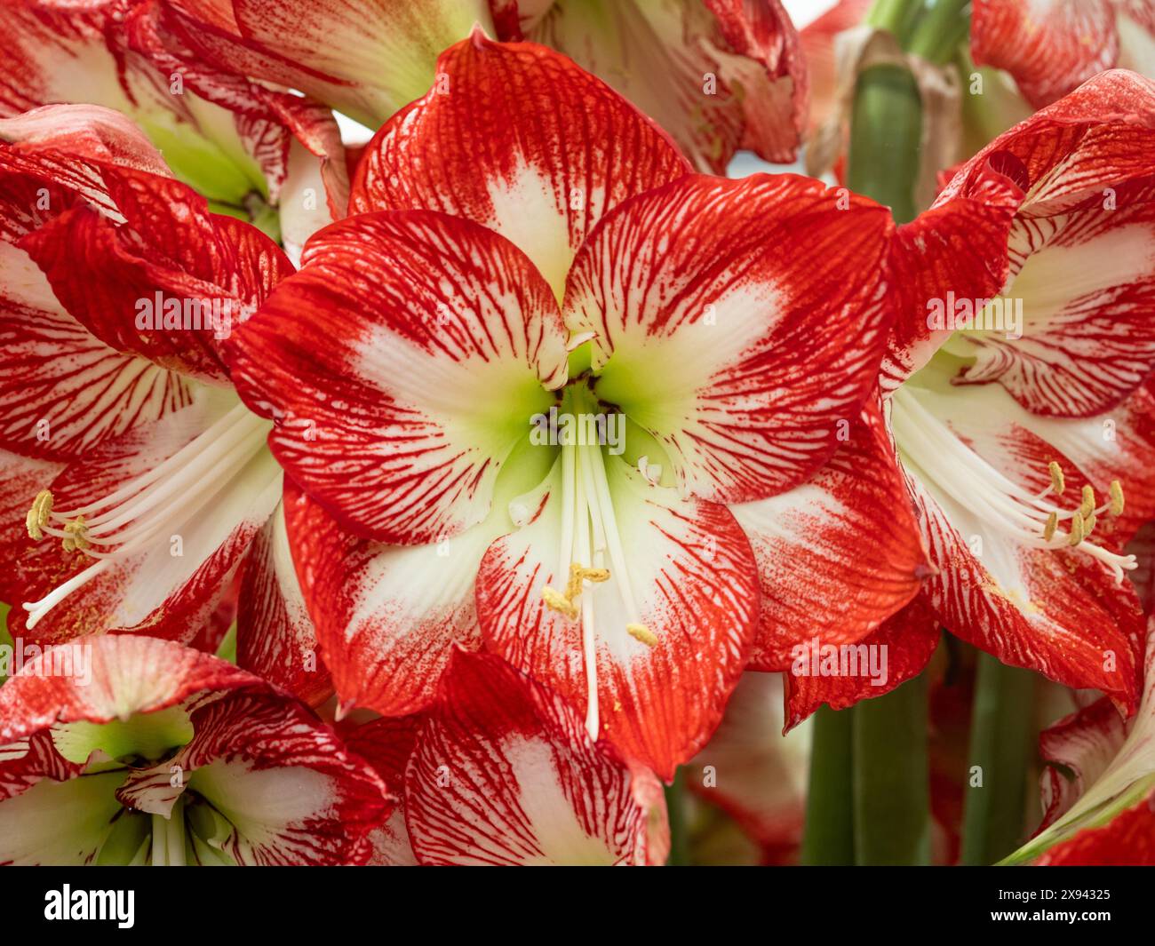 Megastar hi-res stock photography and images - Alamy