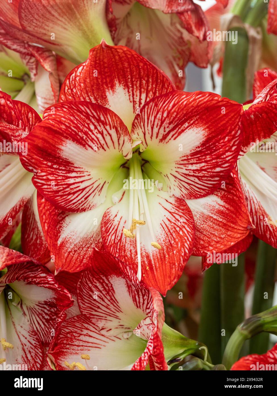 Hippeastrum megastar hi-res stock photography and images - Alamy