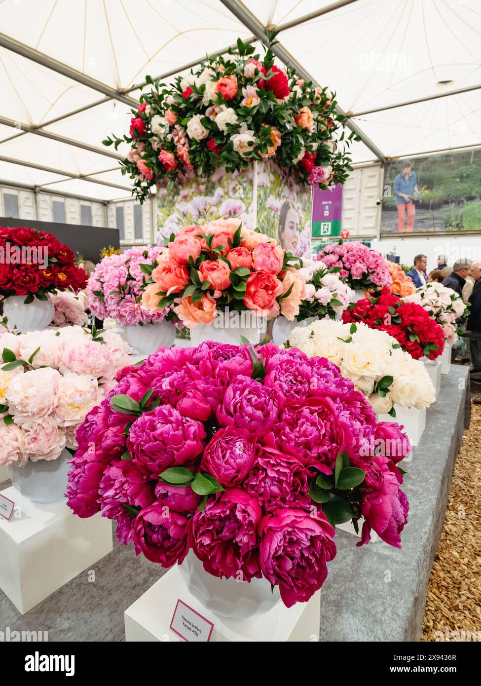 Peonies on a display stand at Chelsea Flower Show Stock Photo - Alamy
