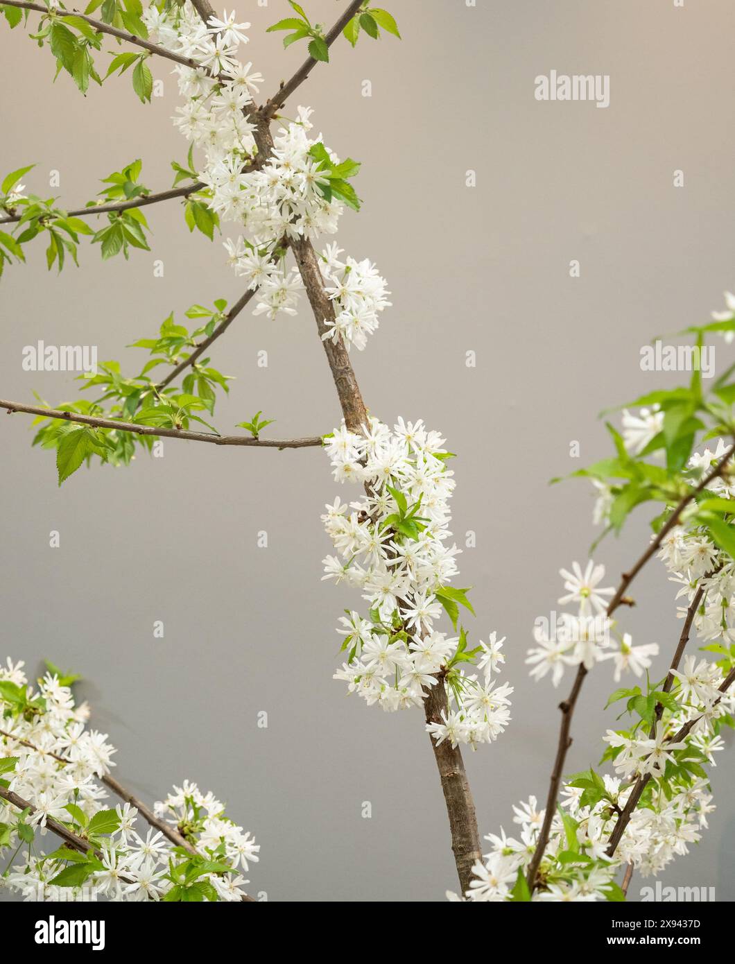 Prunus starlight hi-res stock photography and images - Alamy