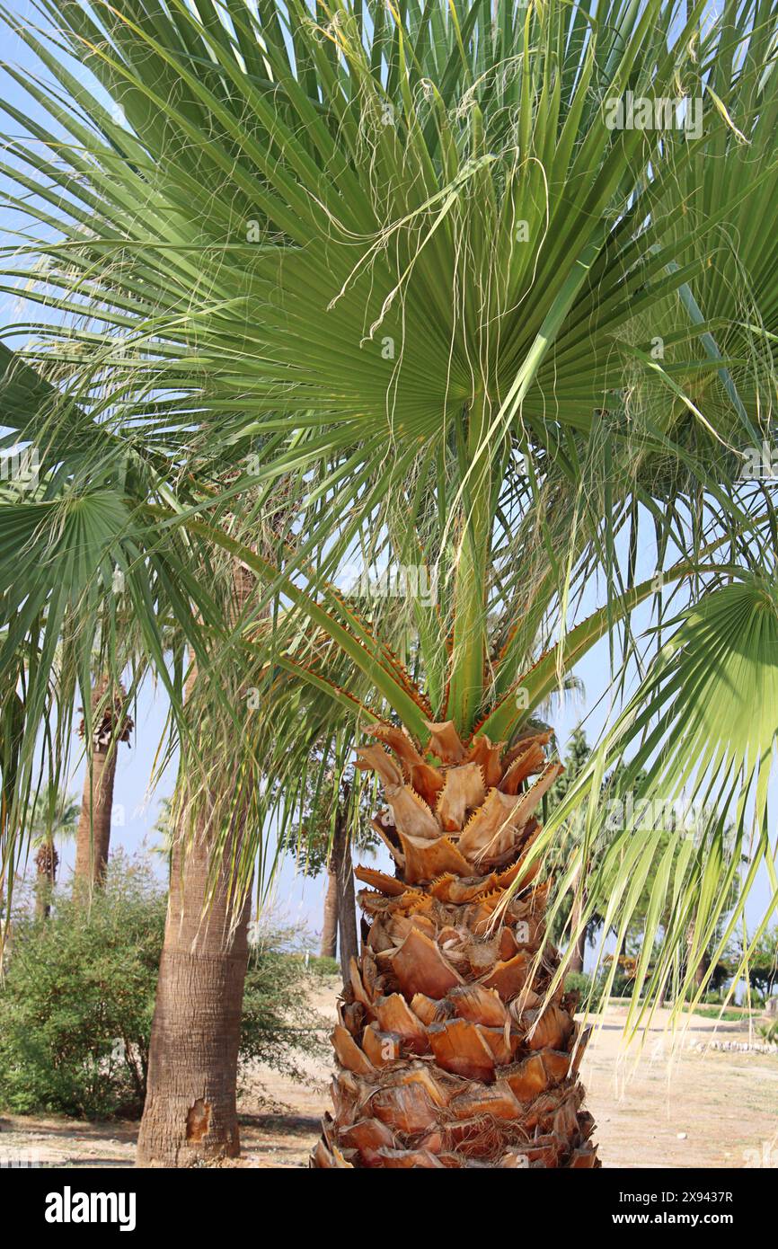 Green palms with thick brown trunks. Tree care. Tropical climate ...