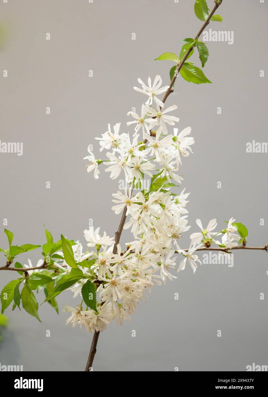 Starlight flowers hi-res stock photography and images - Alamy