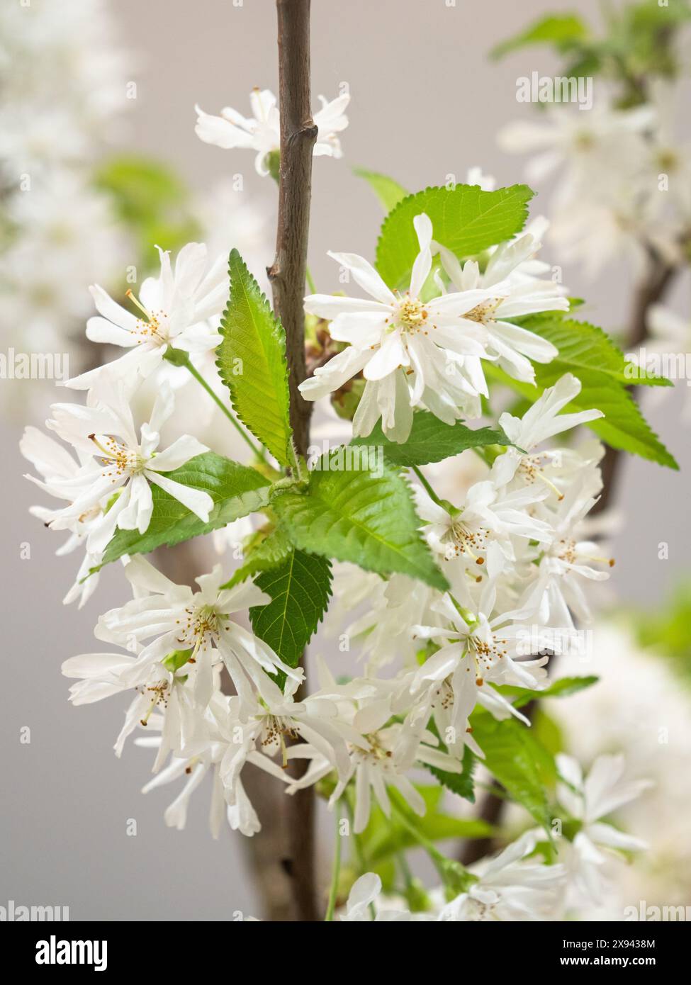 Starlight flowers hi-res stock photography and images - Alamy