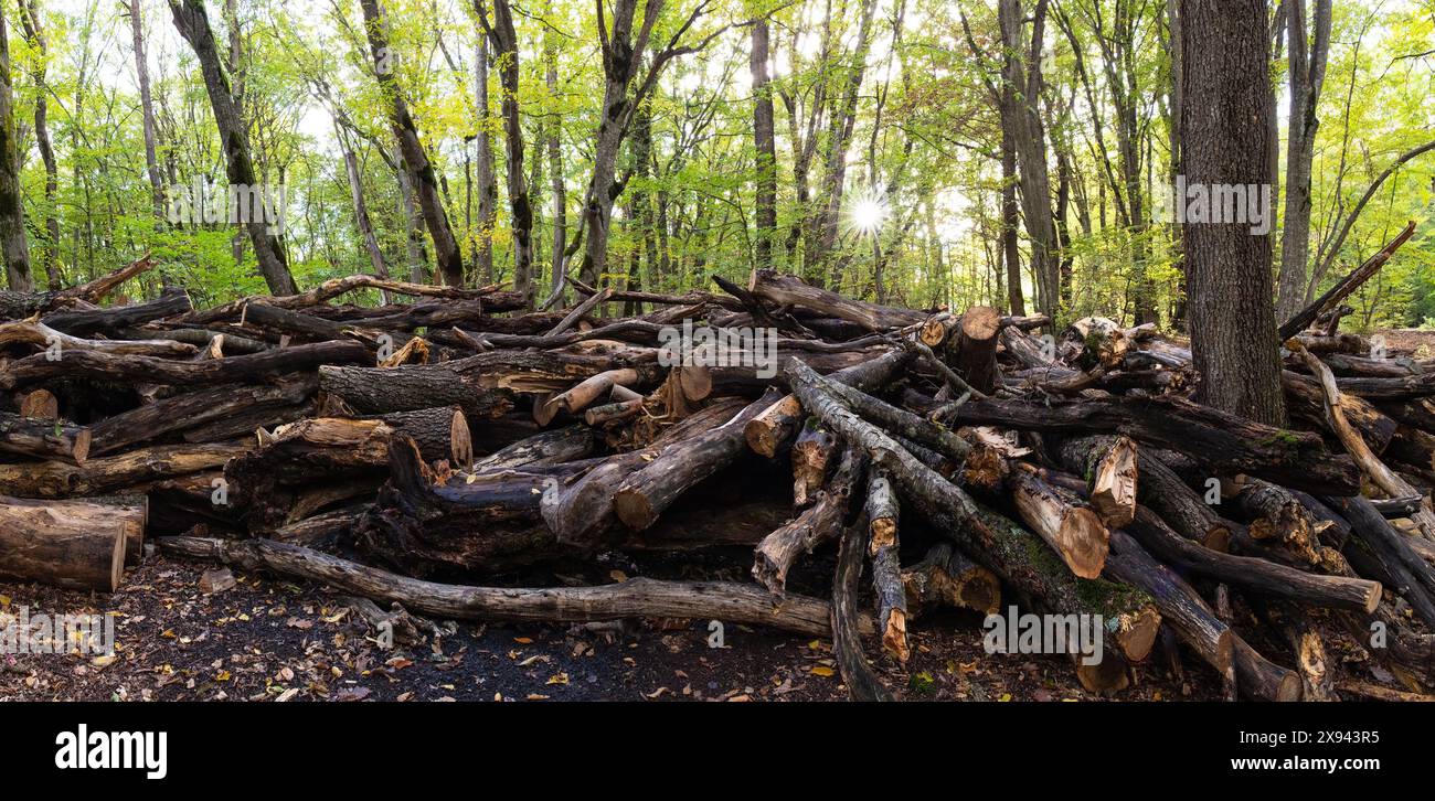 Many logs lie under the trees in the forest Stock Photo - Alamy
