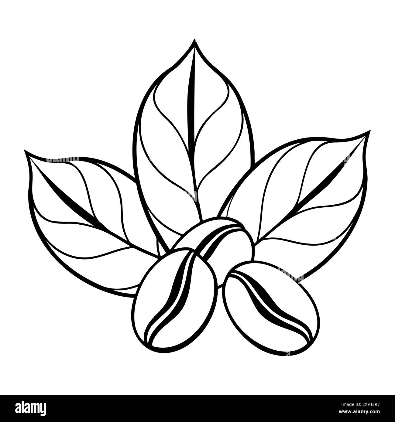 Coffee beans on coffee leaves, doodle stylized contour drawing on white ...