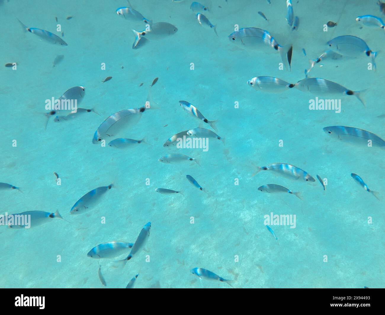 Fauna menorca hi-res stock photography and images - Alamy