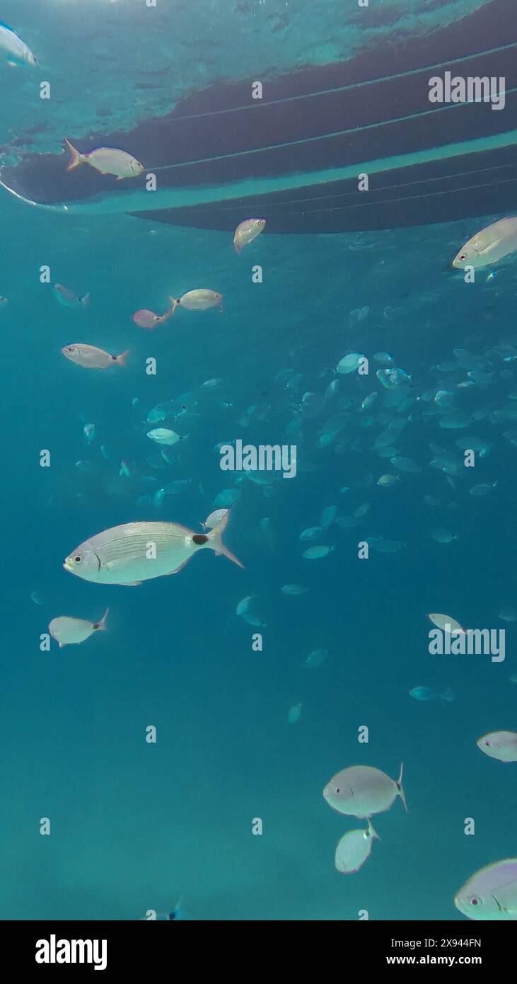 Shoal of saddled seabream (Oblada melanura), also called the saddle ...