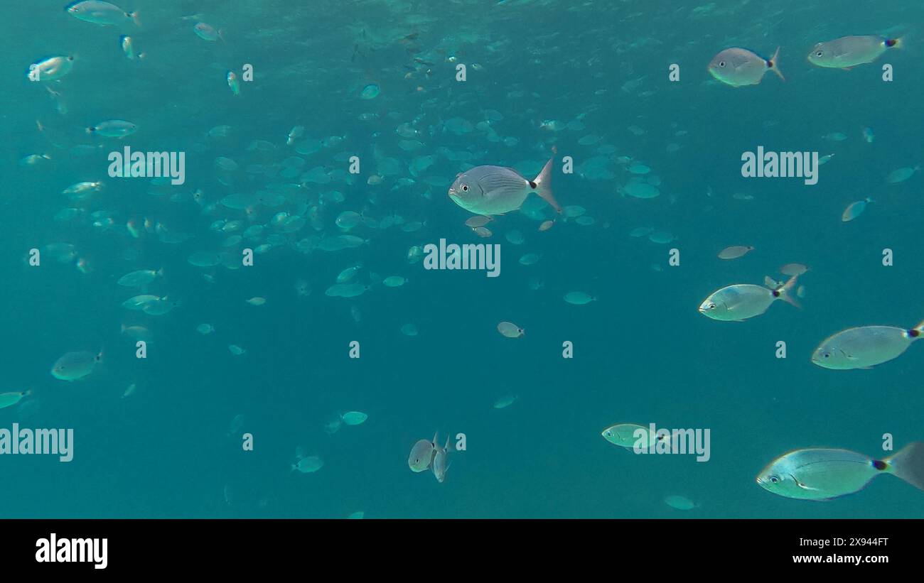 Shoal of saddled seabream (Oblada melanura), also called the saddle ...