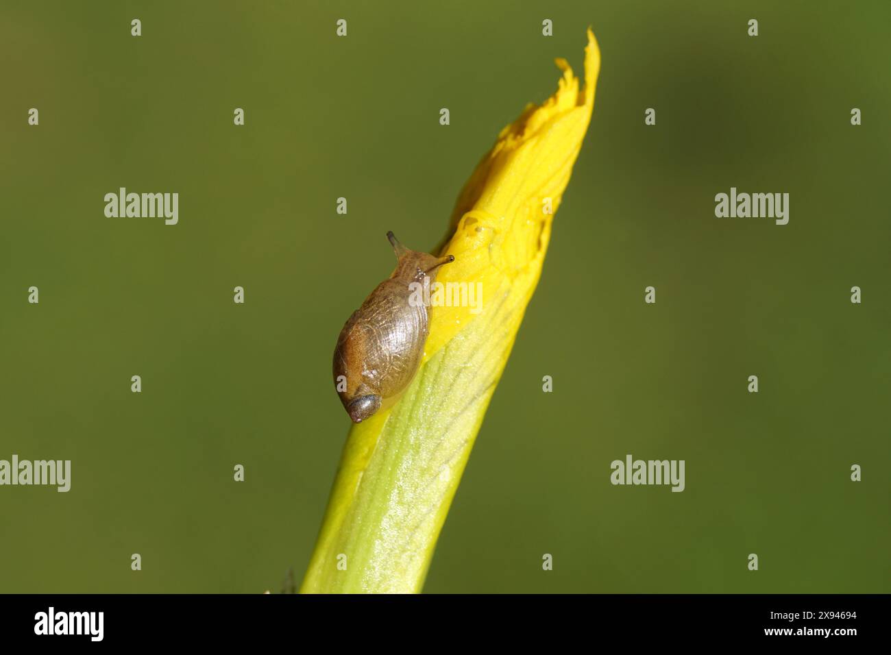 Oxyloma elegans hi-res stock photography and images - Alamy