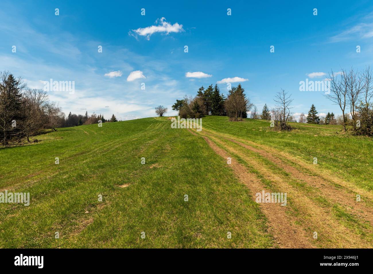Fresh green springtime meadow with few trees and blue sky with only few ...