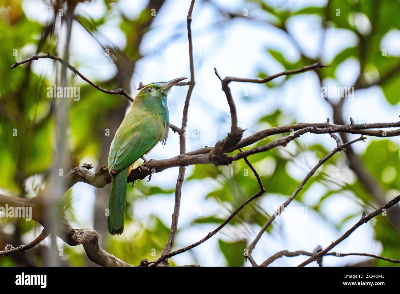 Blue-bearded bee-eater (Nyctyornis athertoni Stock Photo - Alamy
