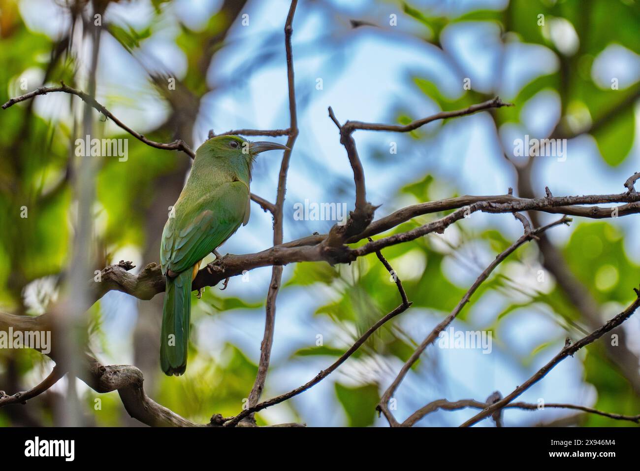 Blue-bearded bee-eater (Nyctyornis athertoni Stock Photo - Alamy