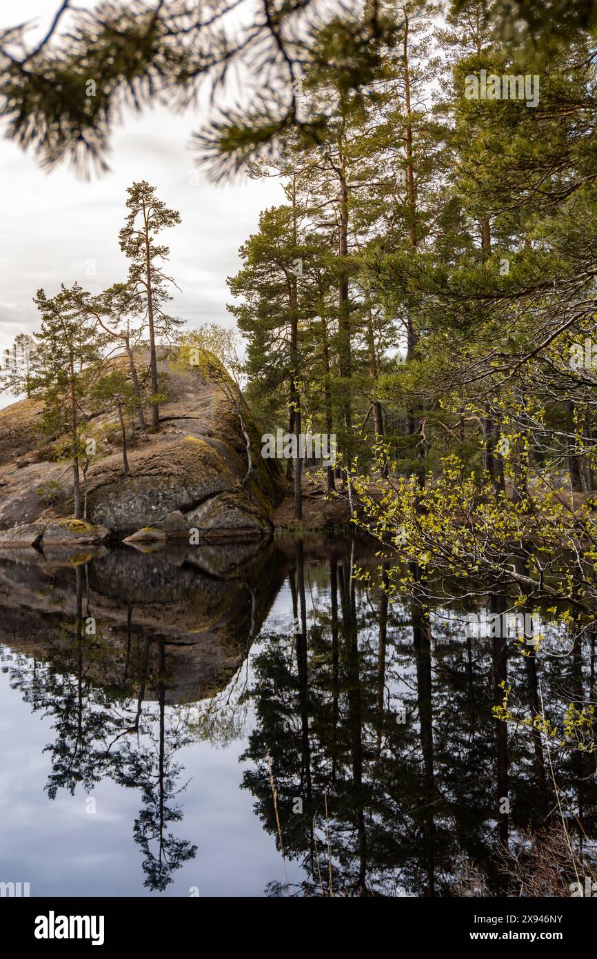 A peaceful lakeside view with pine trees and rocks, capturing the ...