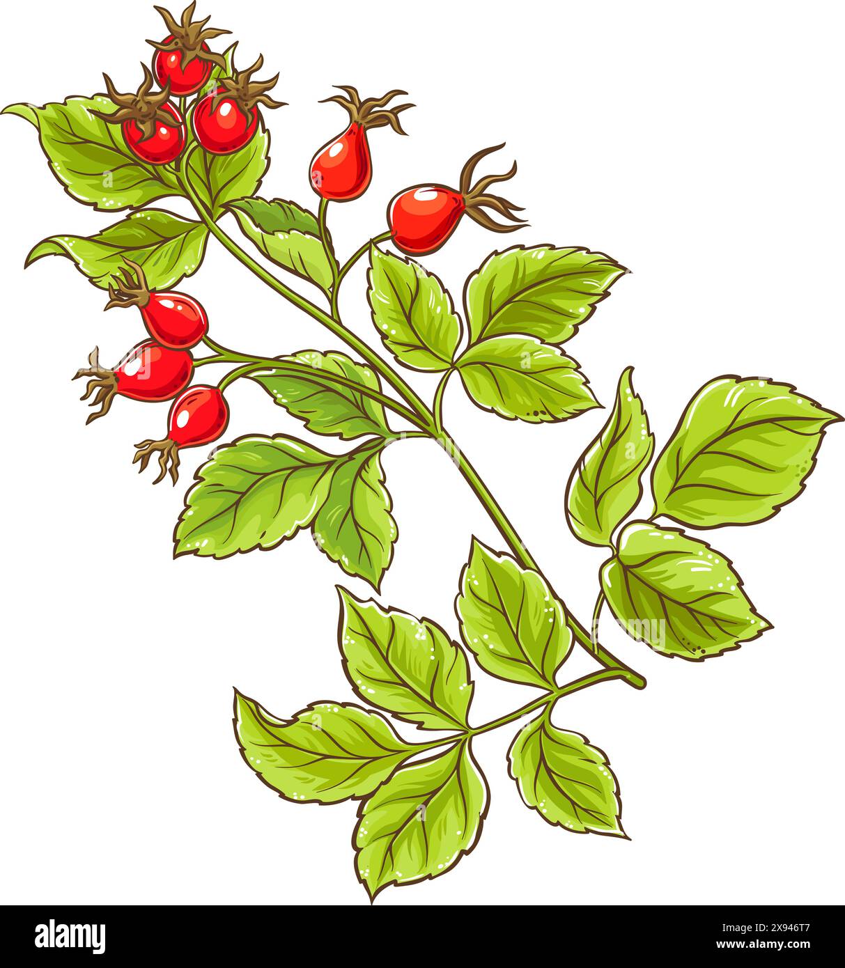 Ripe red hip rose Stock Vector Images - Alamy