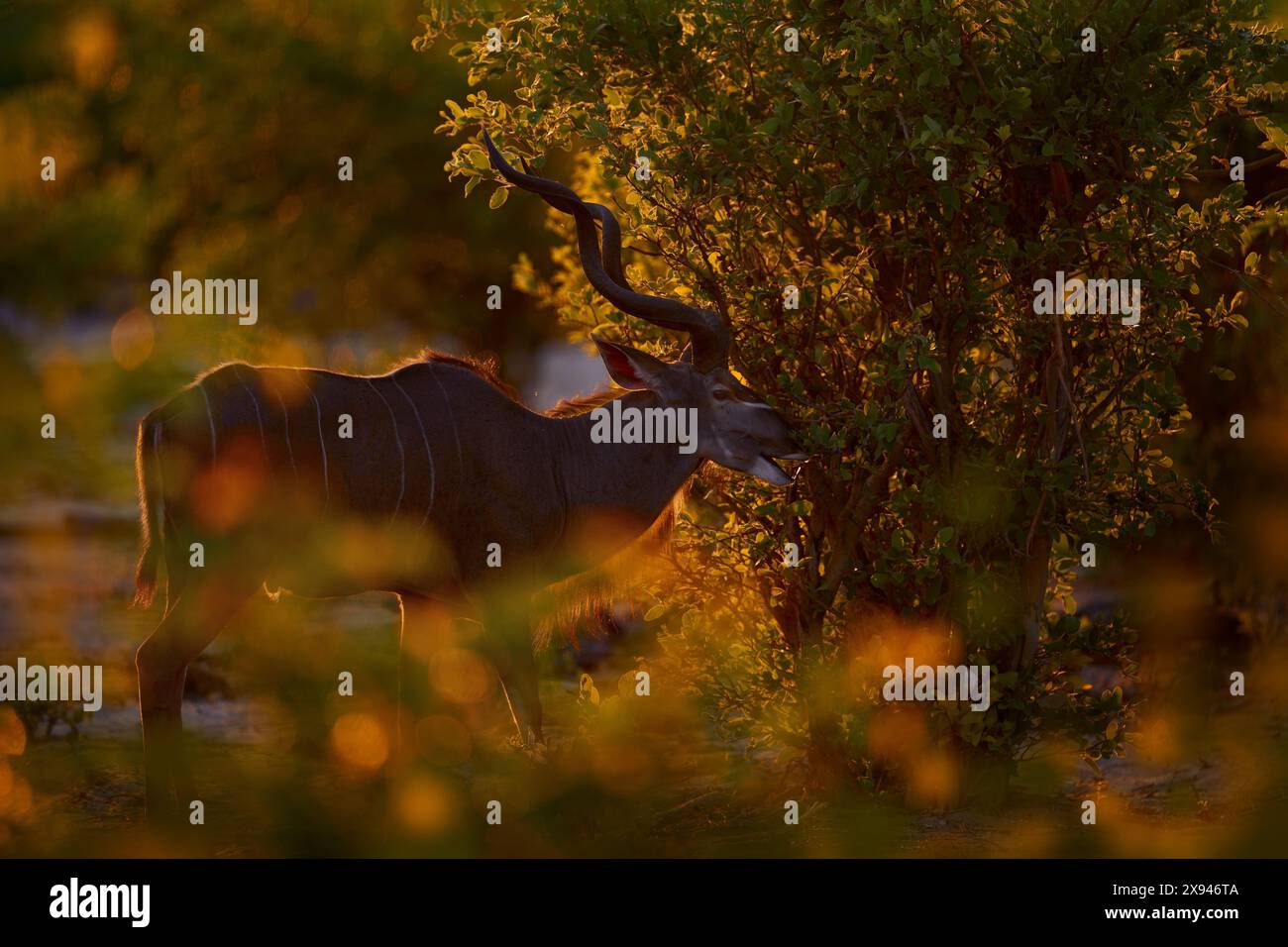 Kudu sunset in the orange evening vegetation, hidden in the forest ...