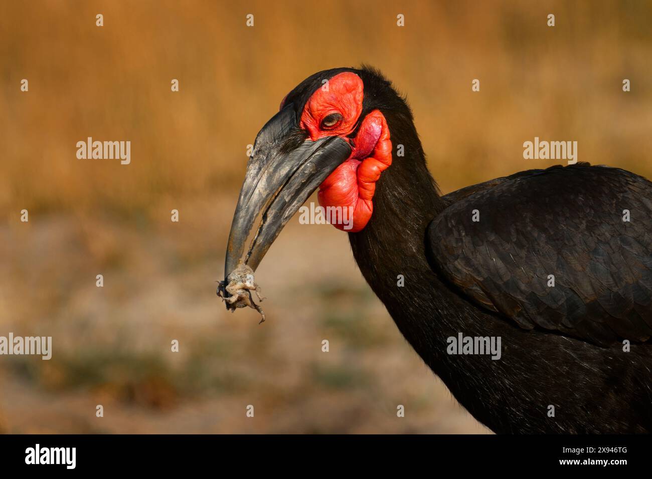 Frog in the bird bill. Southern ground-hornbill, Bucorvus leadbeateri ...