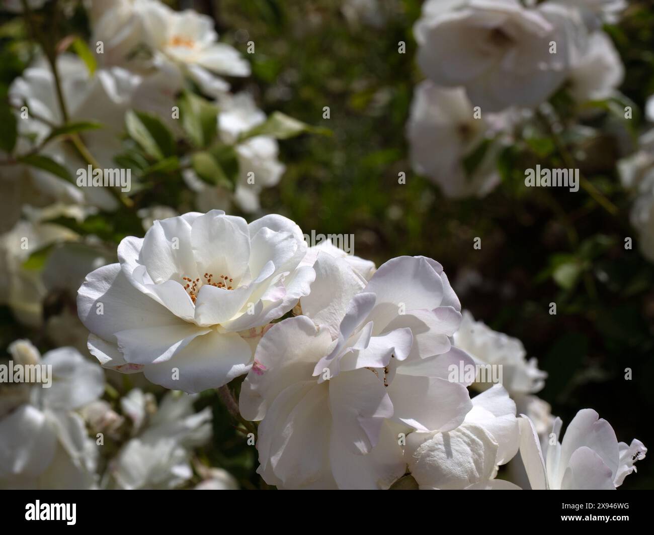 Flowers of Rosa 'Penelope' in a park in Spain Stock Photo - Alamy