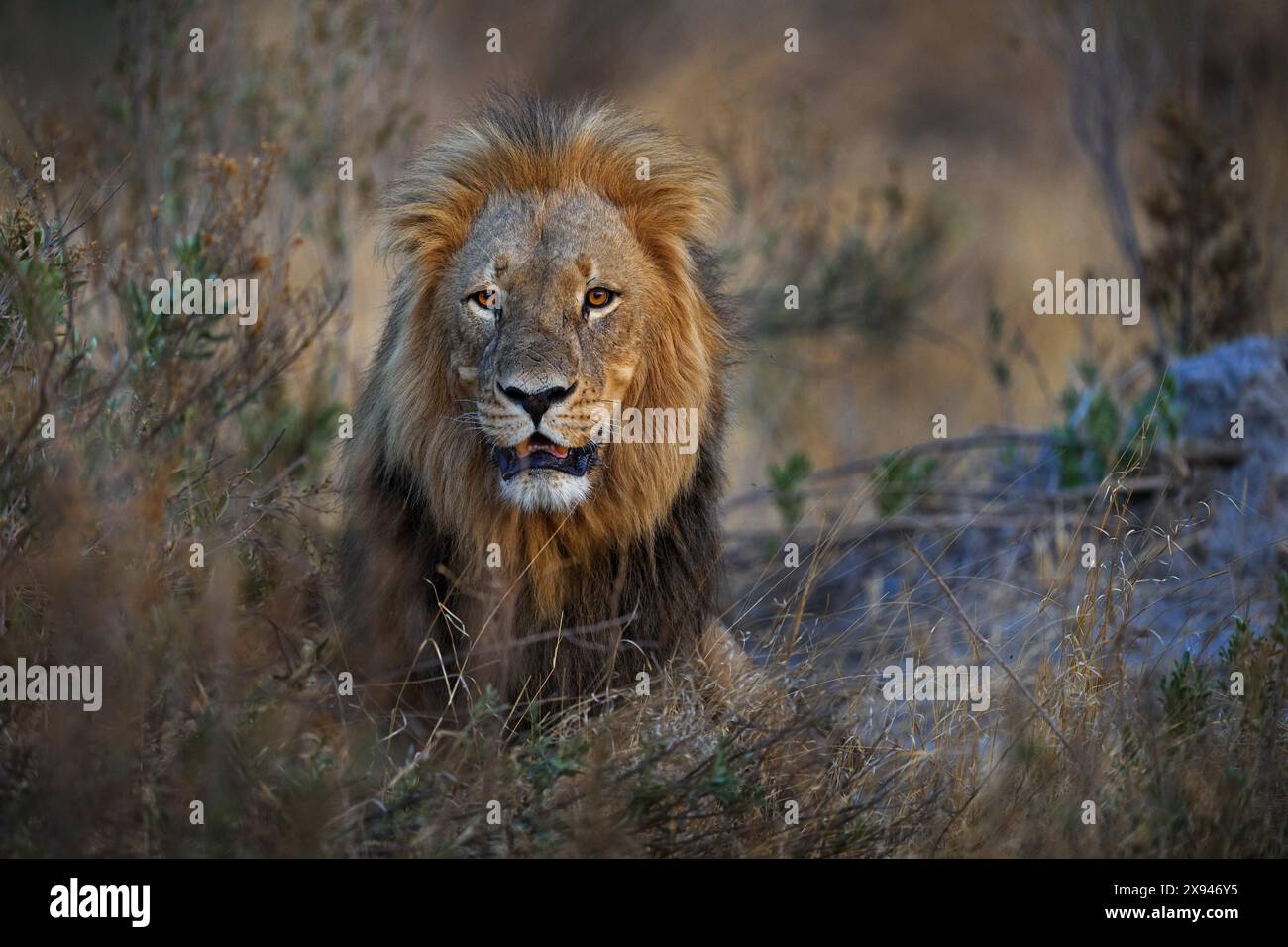 Old mane lion lying in the gras, Okavango delta, November in Botswana ...