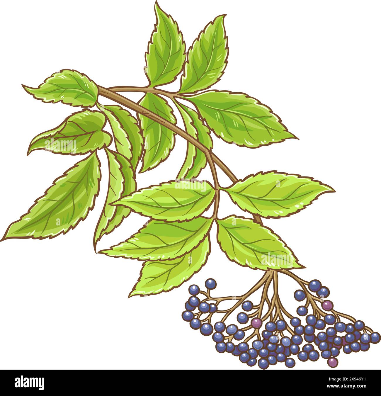 Elderberry Branch Colored Detailed Illustration Stock Vector Image ... Elderberry Branch Colored Detailed Illustration Stock Vector Image ...