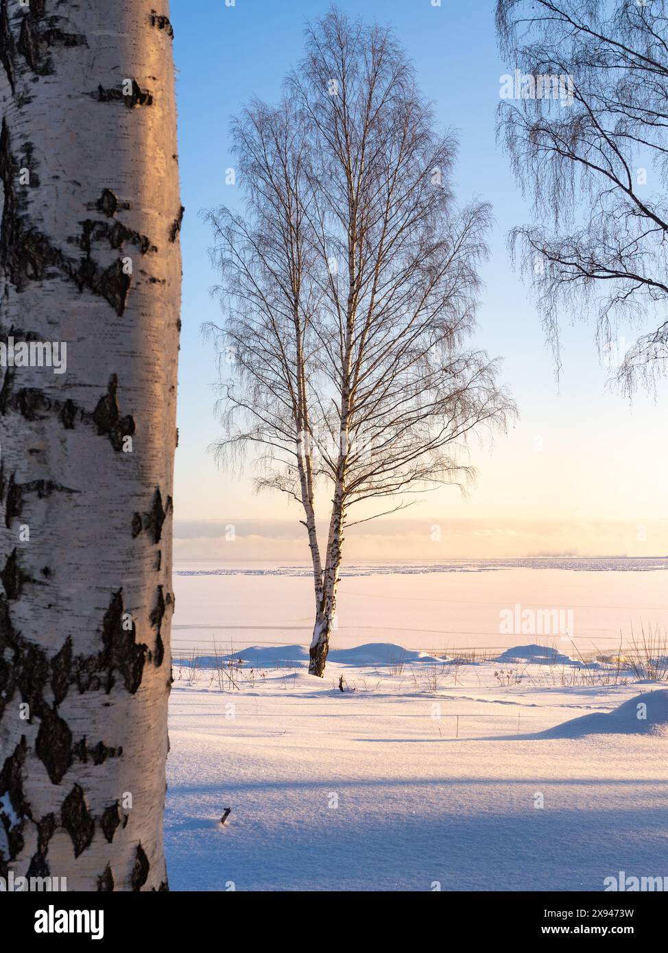 Birch trees snow hi-res stock photography and images - Alamy