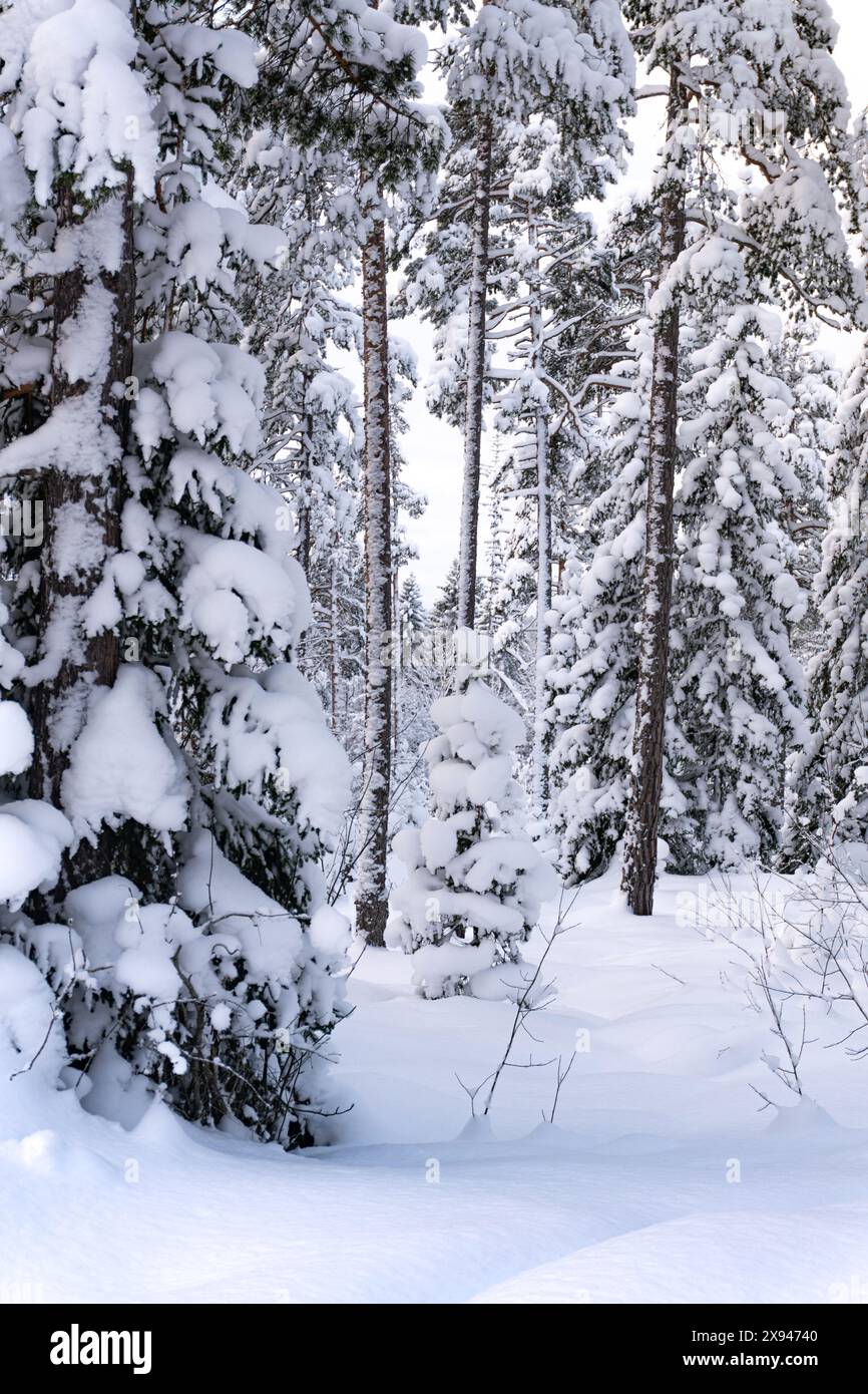 Snow-covered forest path, highlighting the peaceful and serene ...