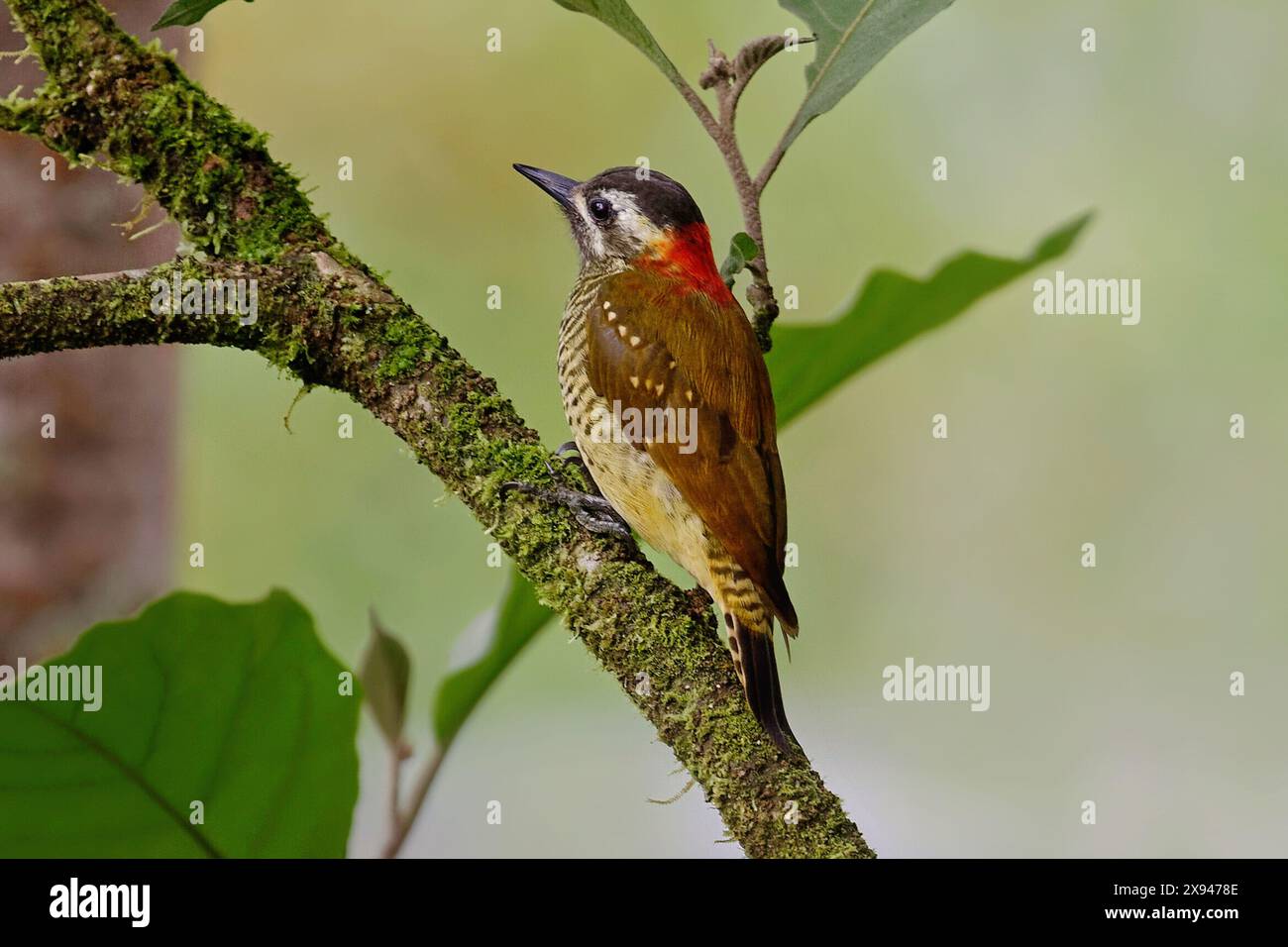 Bar-bellied woodpecker - Veniliornis nigriceps on tree. Ecuador Stock ...