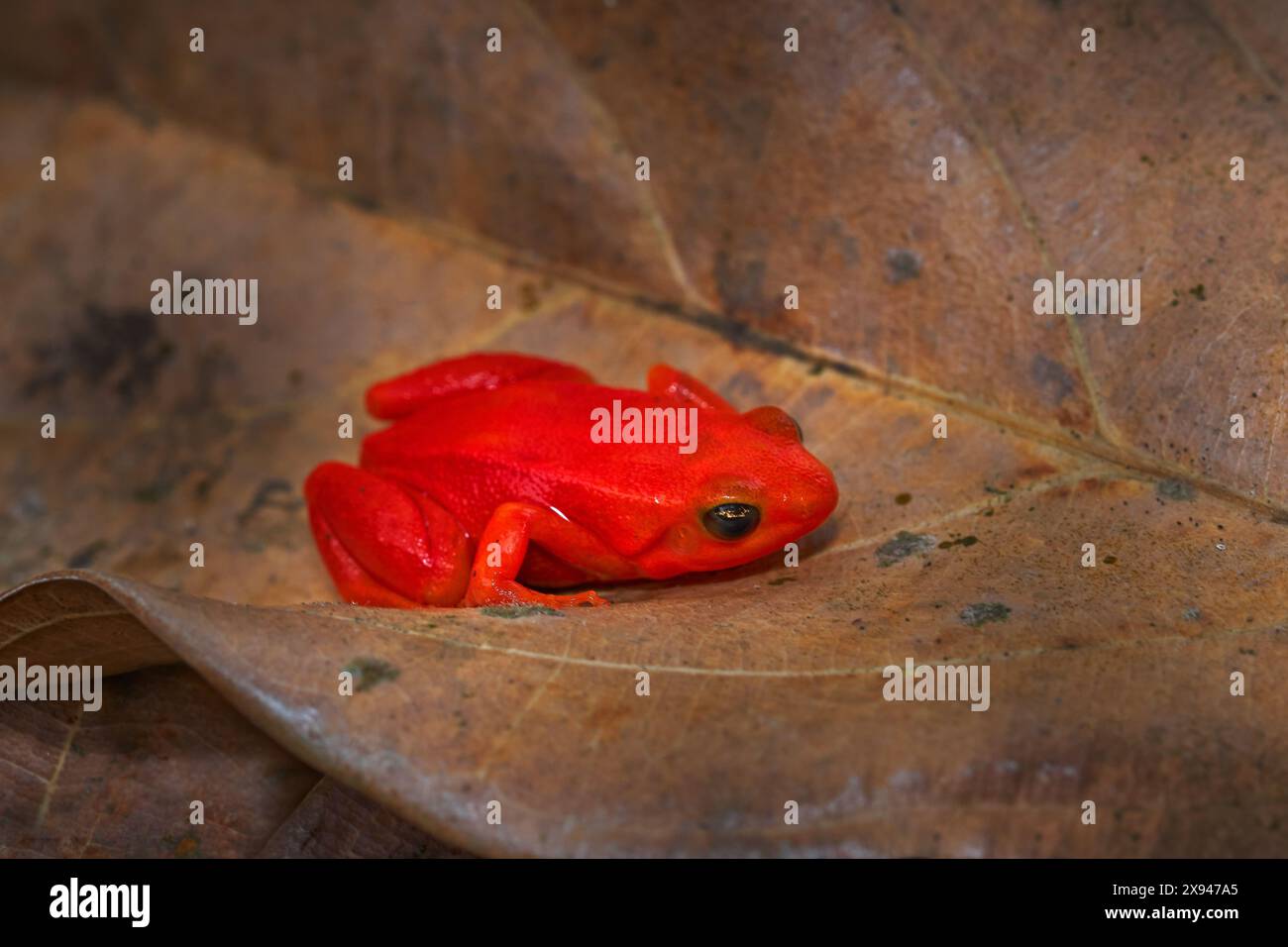 Madagascar and costa rica hi-res stock photography and images - Alamy