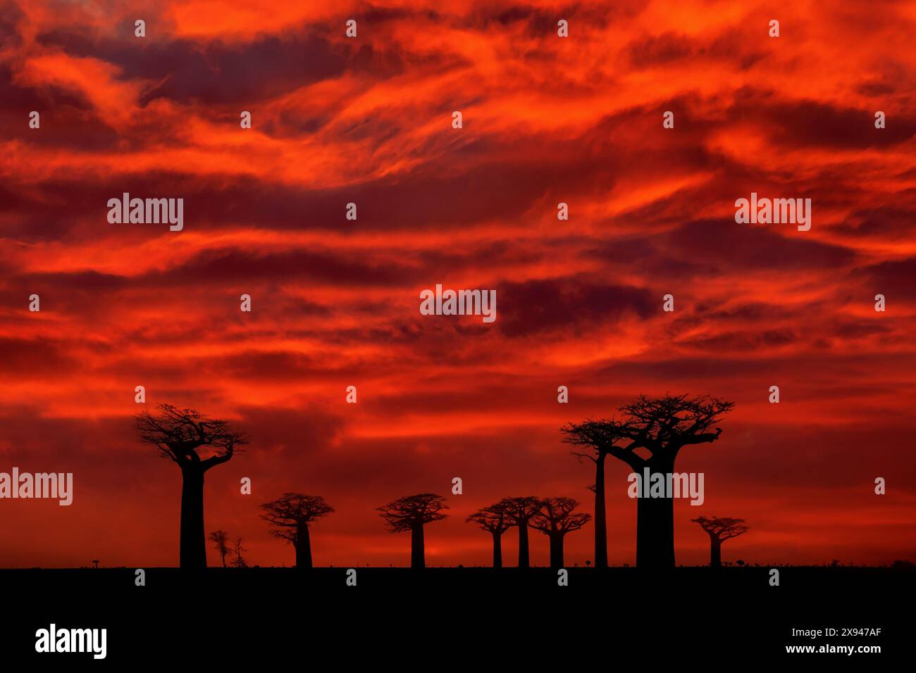 Madagascar landscape, baobat red sunset. lley of the Baobabs from ...