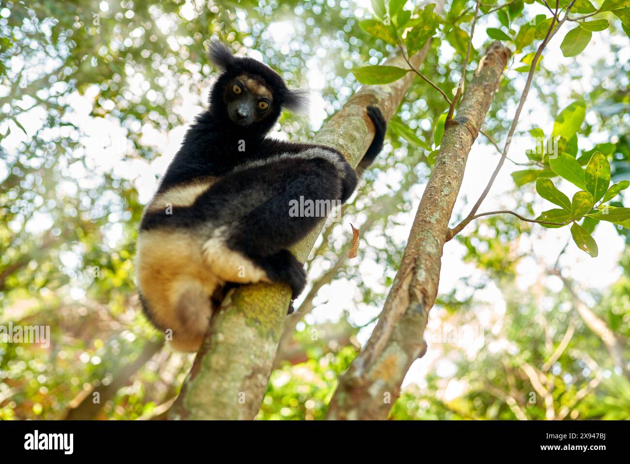 Wildlife Madagascar, indri monkey portrait, Madagascar endemic. Lemur ...