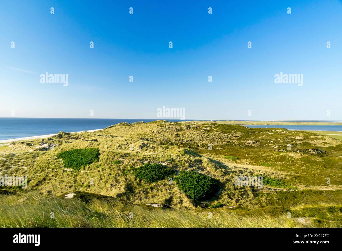 14. 05. 2024 Sylt Die Nordseeinsel Sylt, Der Ellenbogen Sylt Schleswig ...