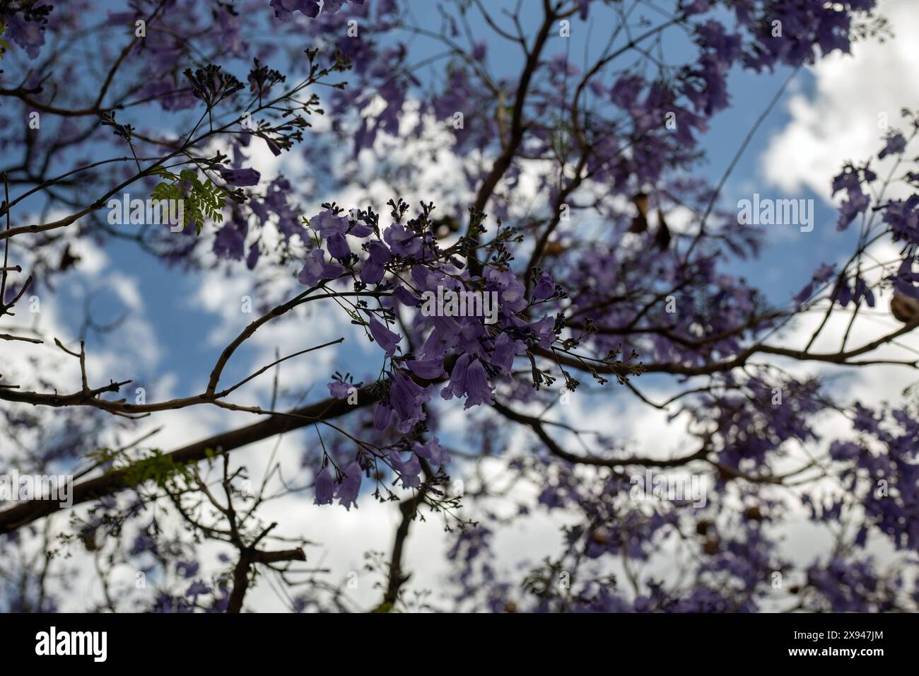 Blue Jacaranda Tree (Jacaranda mimosifolia) in early summer in Spain ...