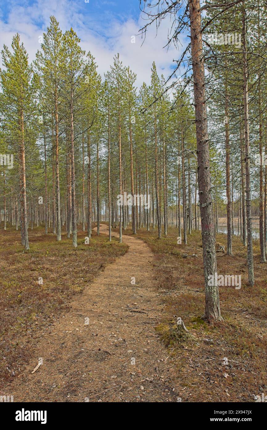 Viiankiaapa Nature Trail at Viiankiaapa Mire Reserve in cloudy spring ...