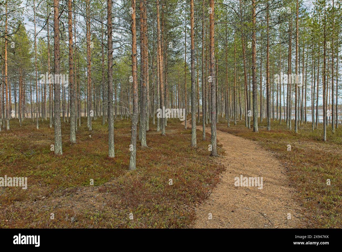 Viiankiaapa Nature Trail at Viiankiaapa Mire Reserve in cloudy spring ...