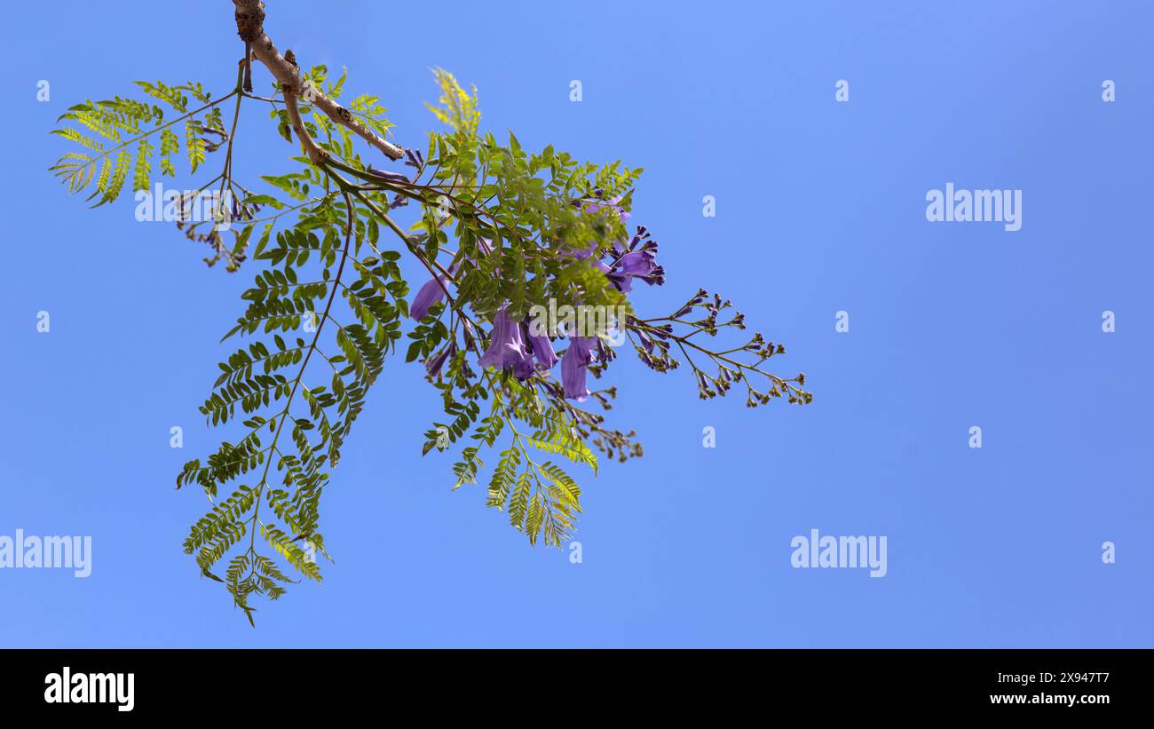 Flowers and leaves of Blue Jacaranda Tree (Jacaranda mimosifolia) in ...