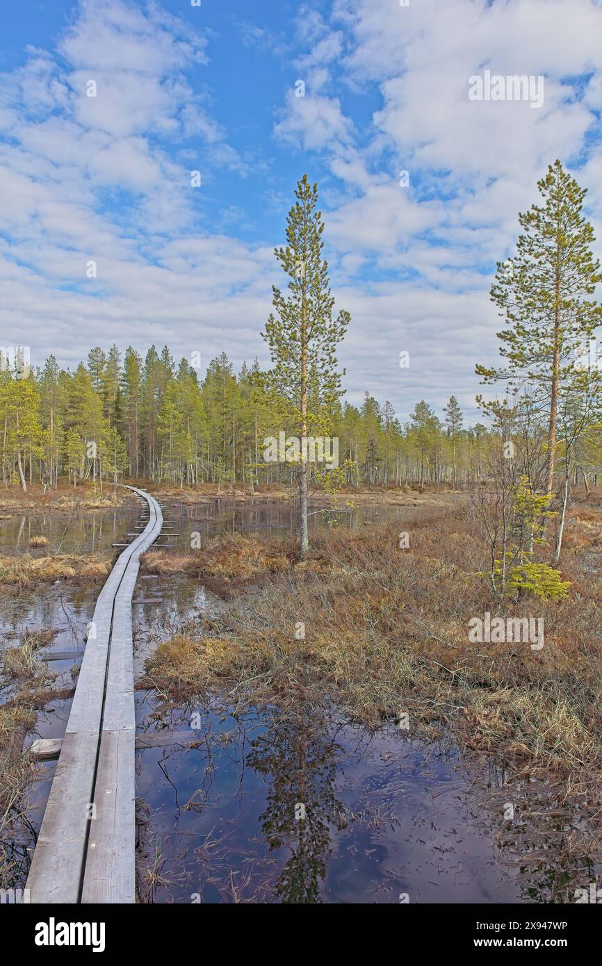 Hiking trail duckboard path on Viiankiaapa Nature Trail at Viiankiaapa ...