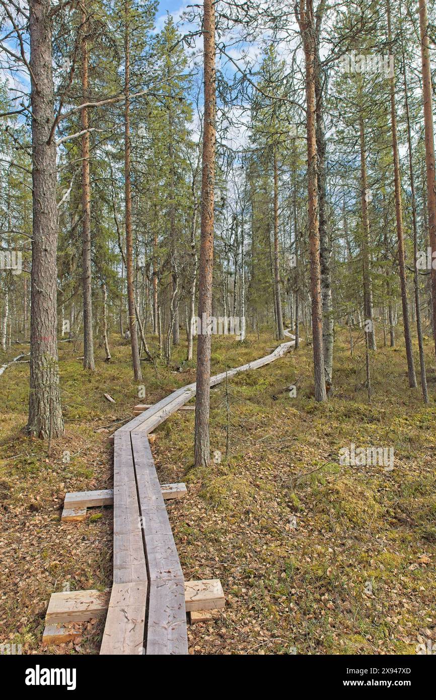 Hiking trail duckboard path on Viiankiaapa Nature Trail at Viiankiaapa ...