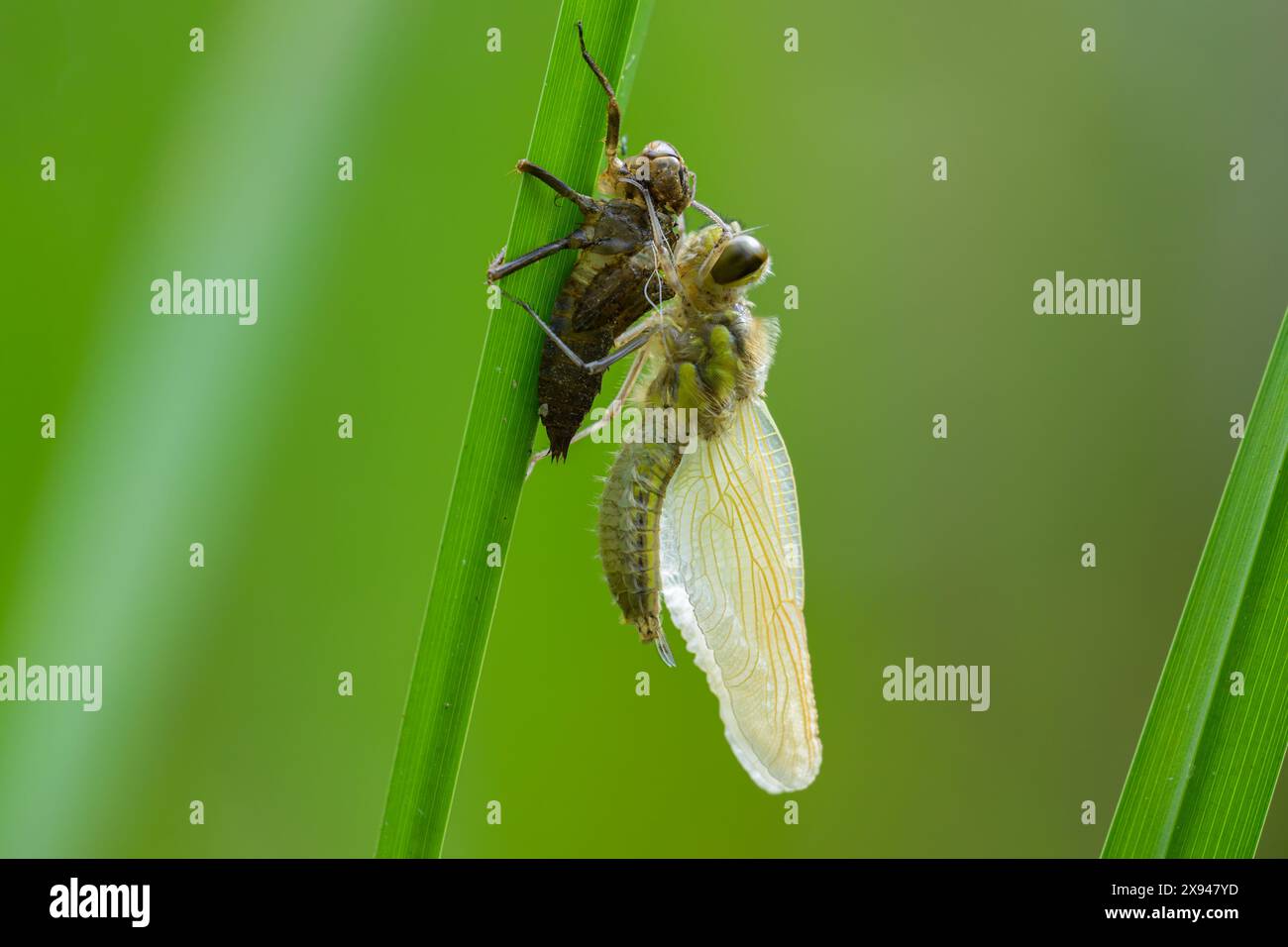 Four spotted chaser (Libellula quadrimaculata) sitting on a green plant ...