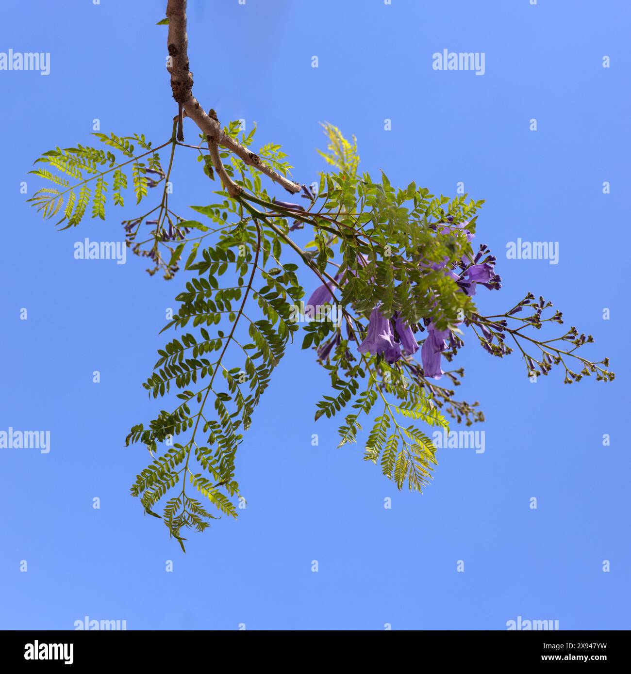 Flowers and leaves of Blue Jacaranda Tree (Jacaranda mimosifolia) in early summer isolated ...