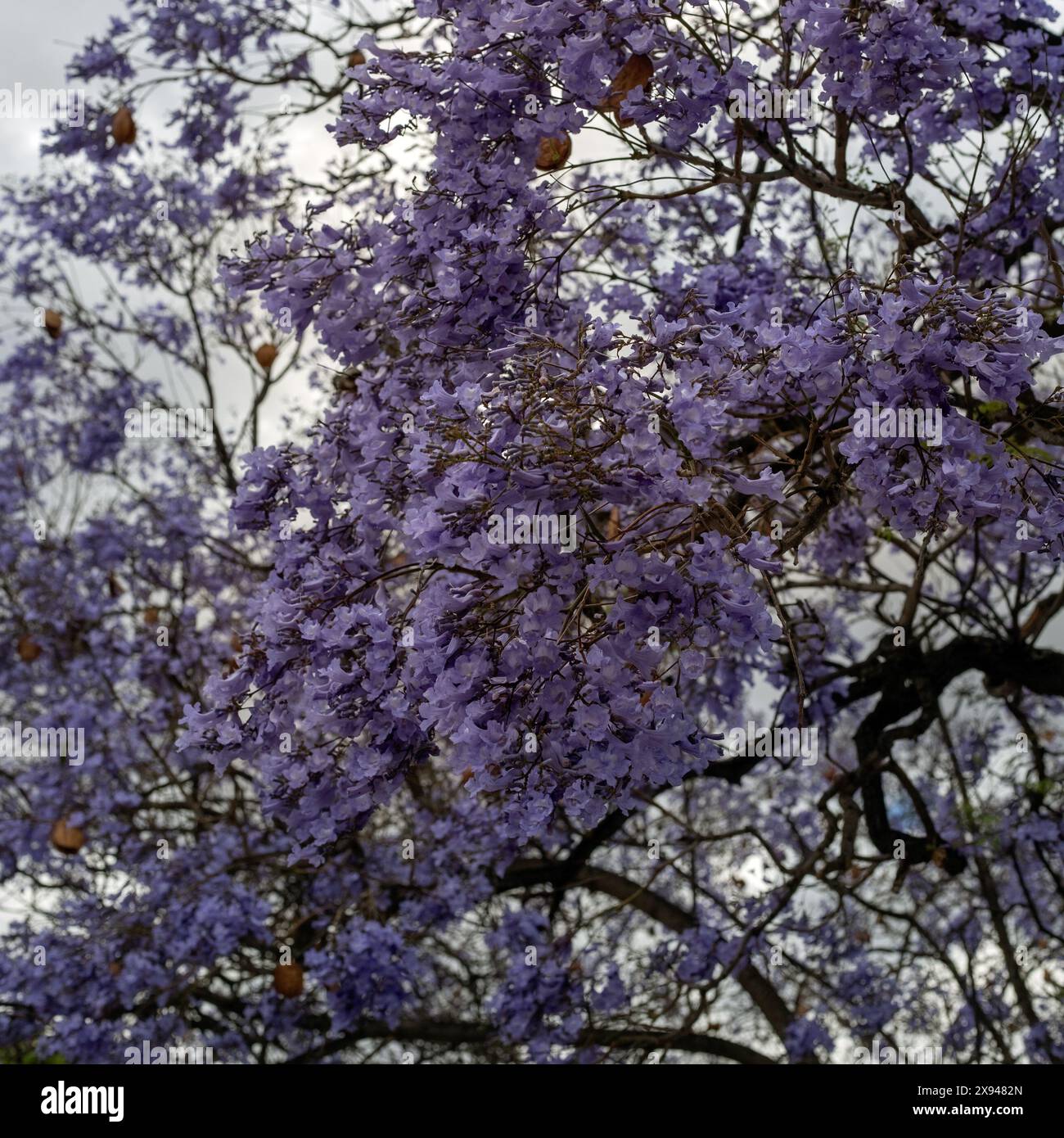 Blue Jacaranda Tree (Jacaranda mimosifolia) in early summer in Spain ...