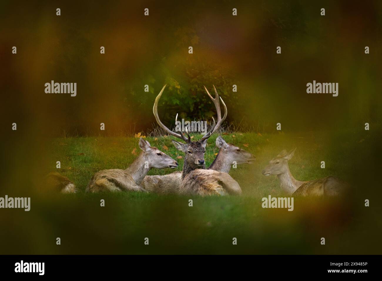 Bactrian deer, Cervus yarkandensis bactrianus lowland subspecies of ...