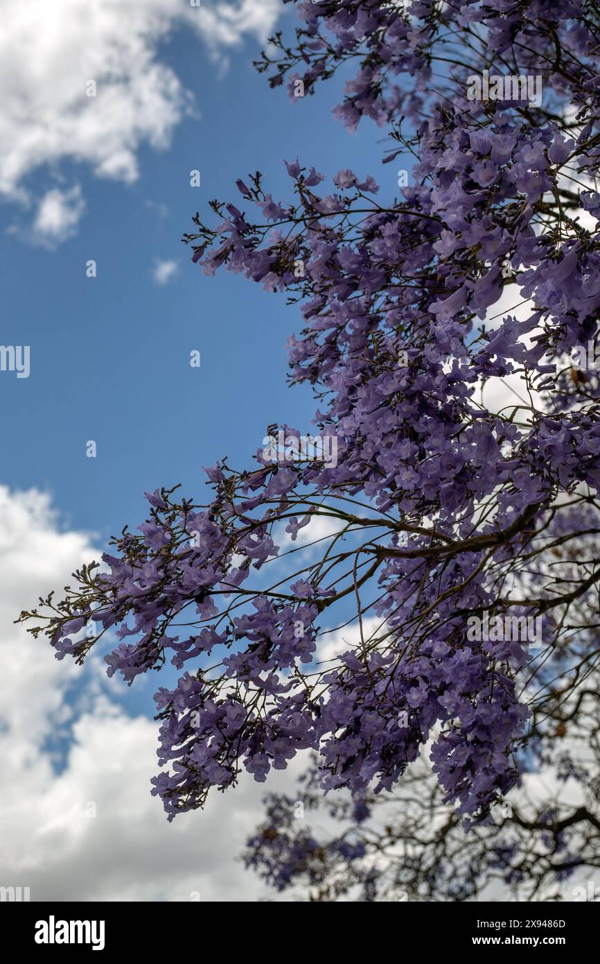 Blue Jacaranda Tree (Jacaranda mimosifolia) in early summer in Spain ...