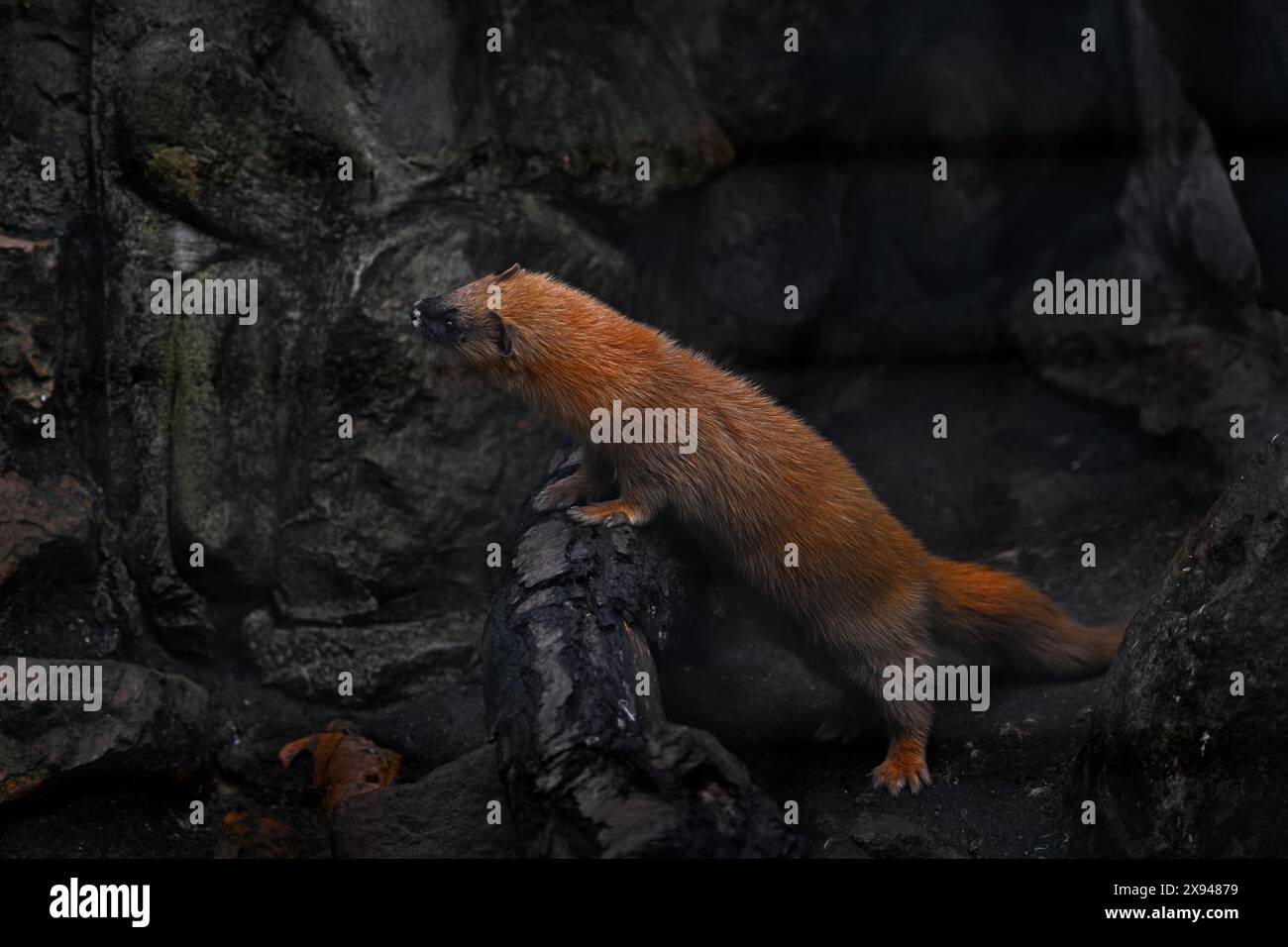 Siberian weasel, Mustela sibirica, mink animal in the stone wall. Urban ...