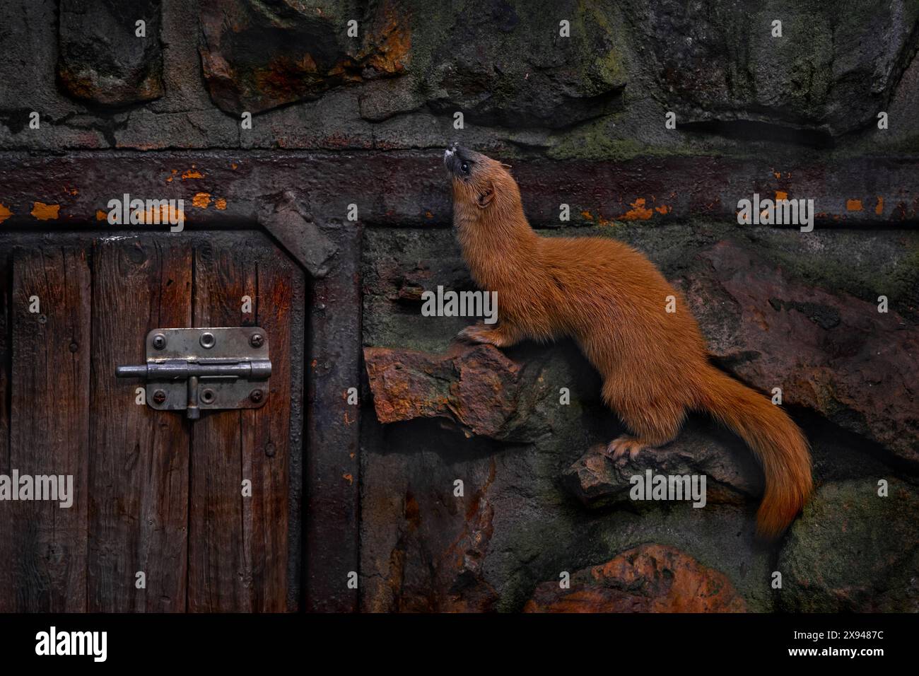 Siberian weasel, Mustela sibirica, mink animal in the stone wall. Urban ...