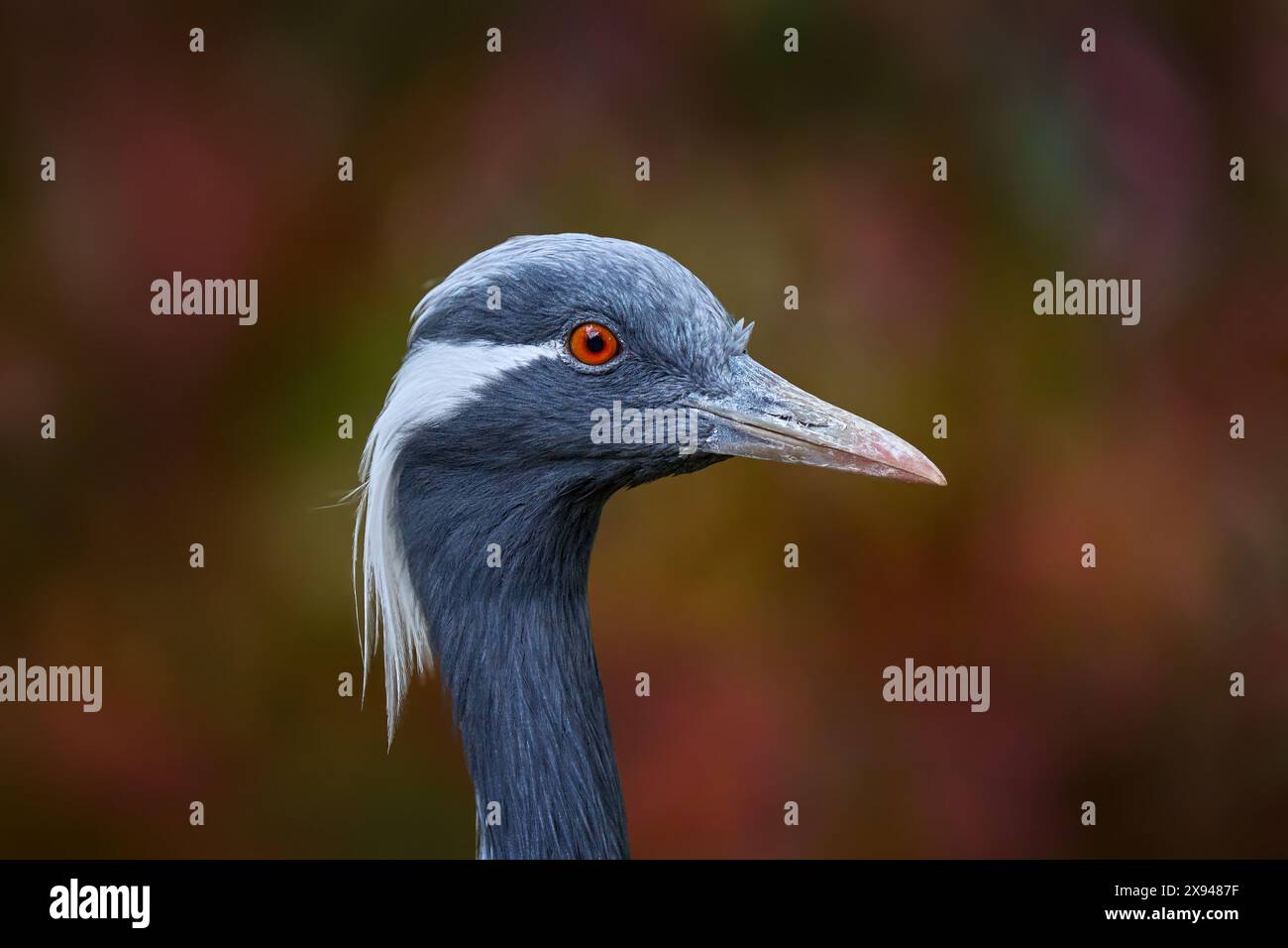 Autumn Demoiselle Crane, Anthropoides virgo, bird hidden in the grass ...
