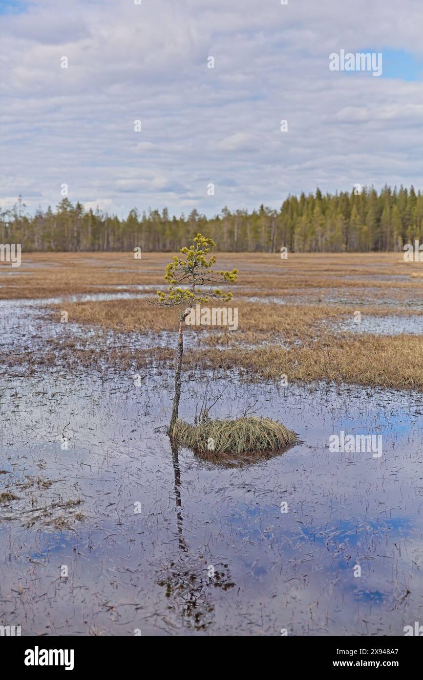 Viiankiaapa Mire Reserve in cloudy spring weather, Sodankylä, Lapland ...