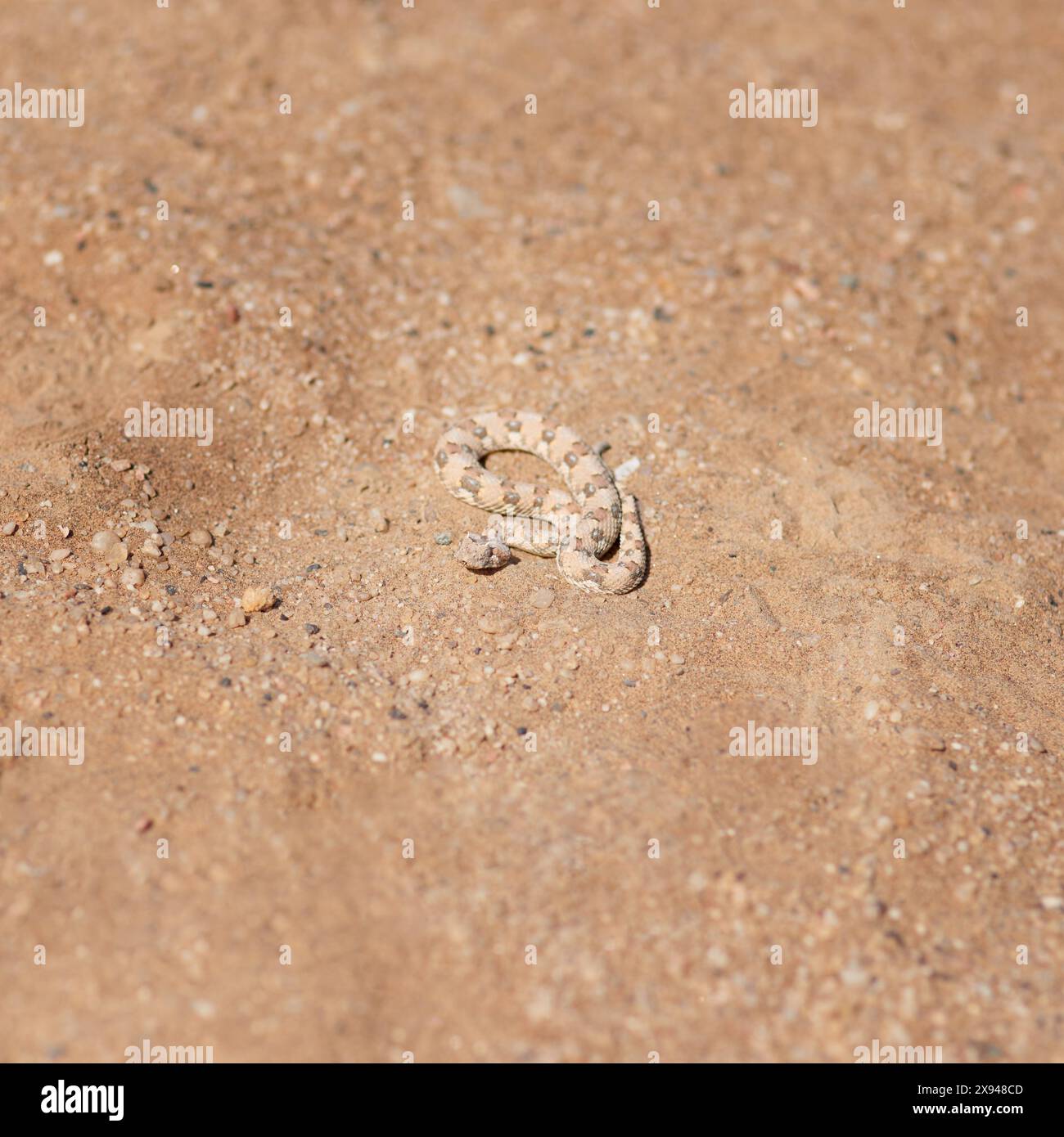 Snake, ground and sand outdoor with animal, reptile and dune terrain ...