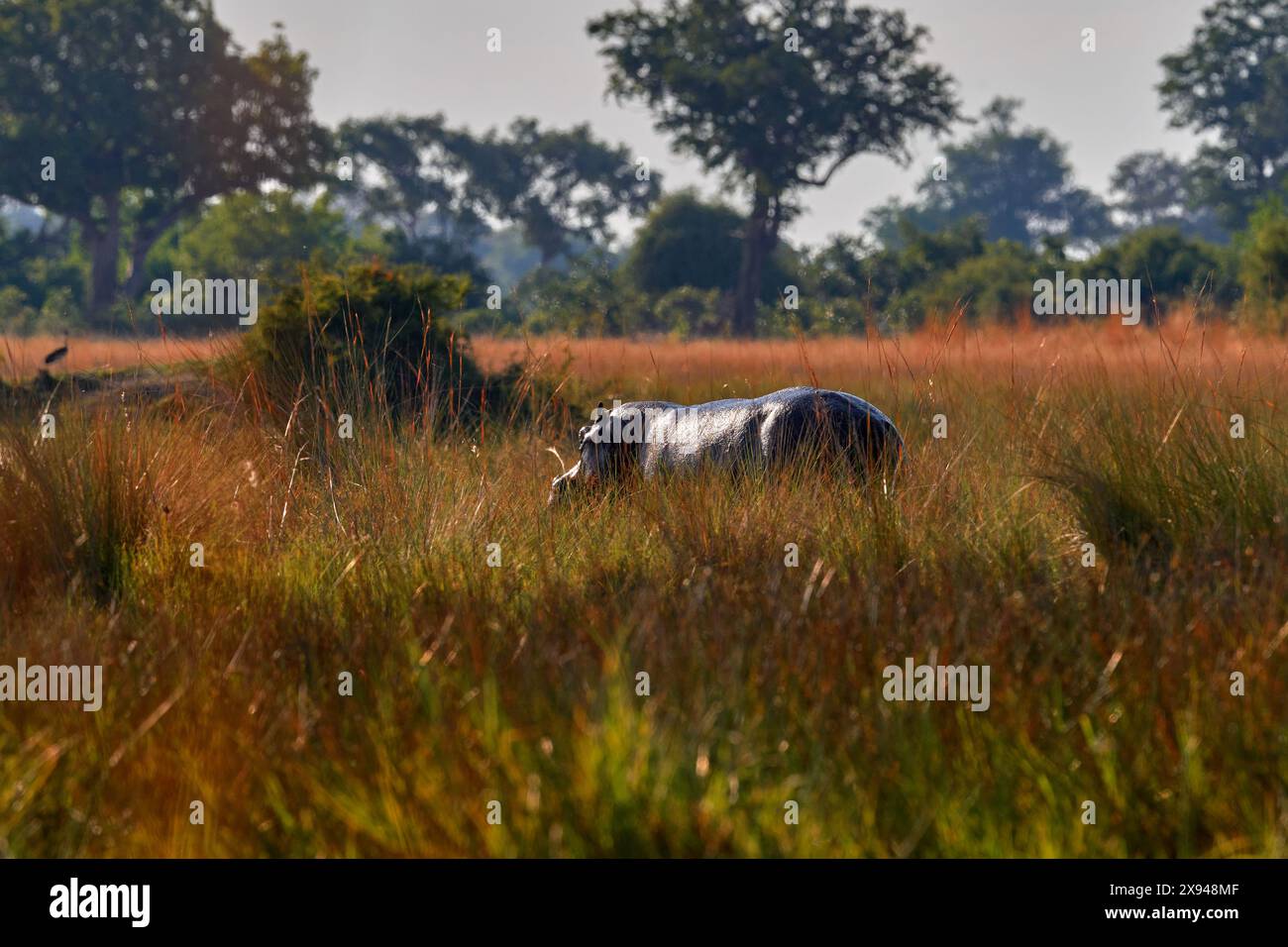 Africa, wildlife, Hippo i green grass, wet season, danger animal in the ...