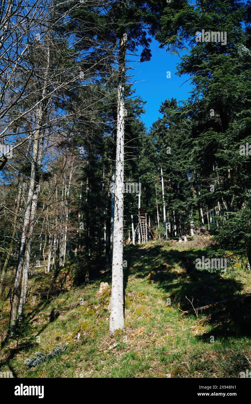 An elevated wooden hunting stand amidst tall pine trees in a dense ...