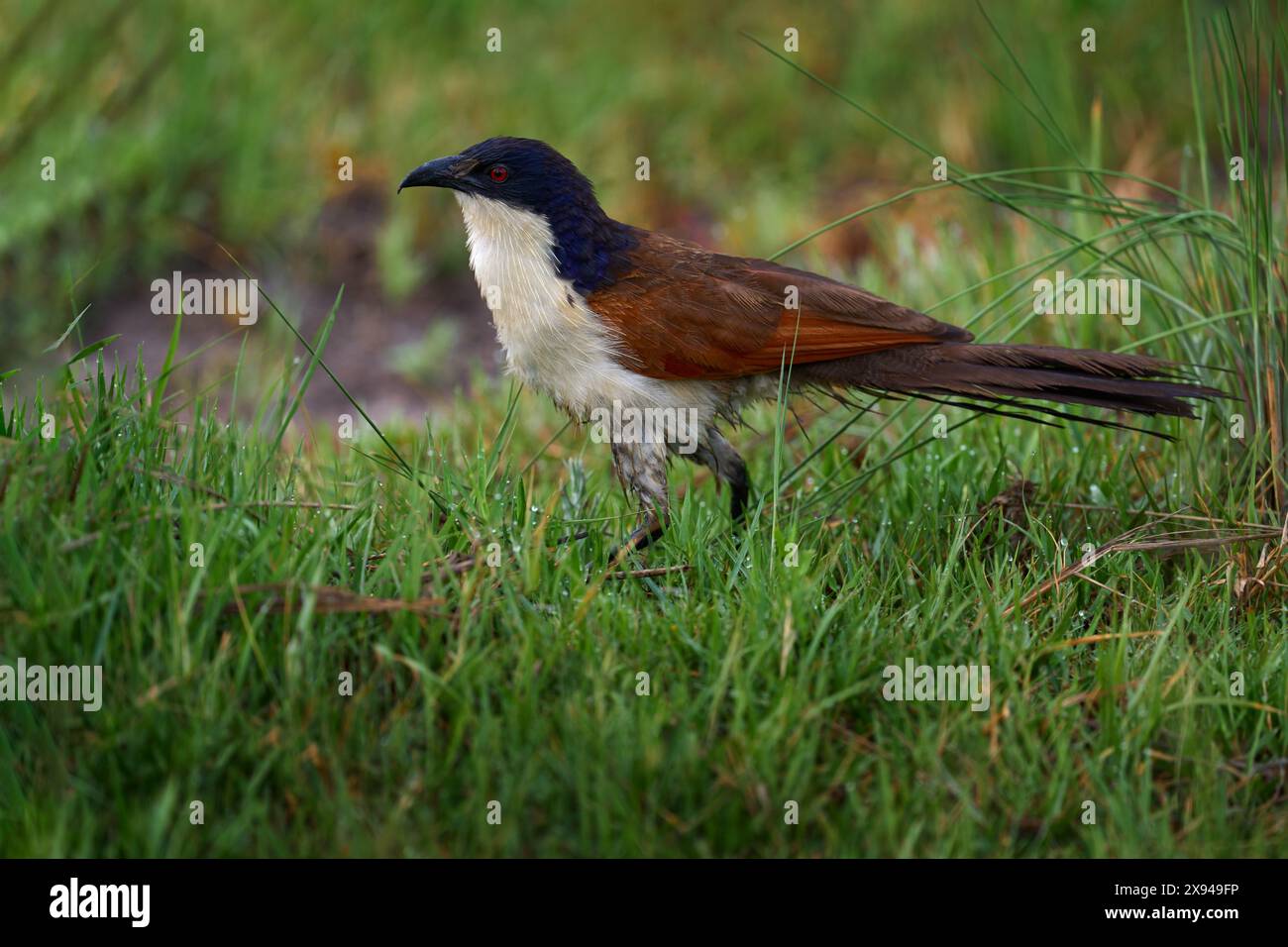 Coppery-tailed coucal, Centropus cupreicaudus, species of cuckoo in the ...